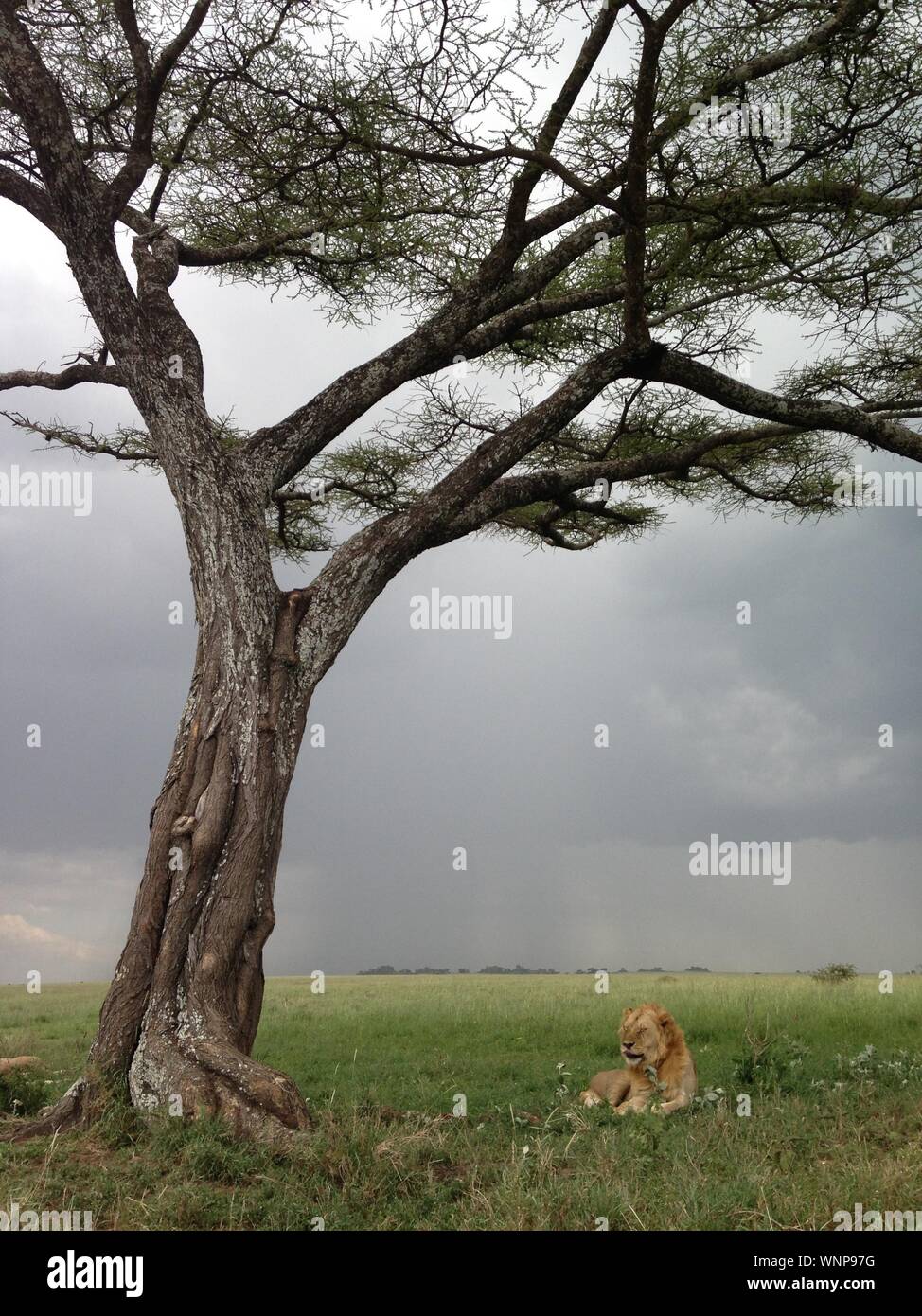 Lion Under Tree In Savannah Stock Photo - Alamy