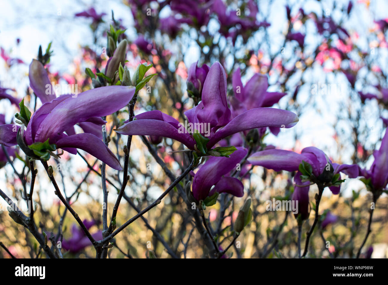 pink spring magnolia flowers ( Magnolia virginiana) on a tree branch ...