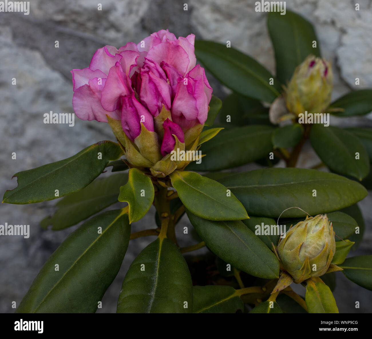 Close up of rhododendron, azalea (Rhododendron L.) type of plants from ...