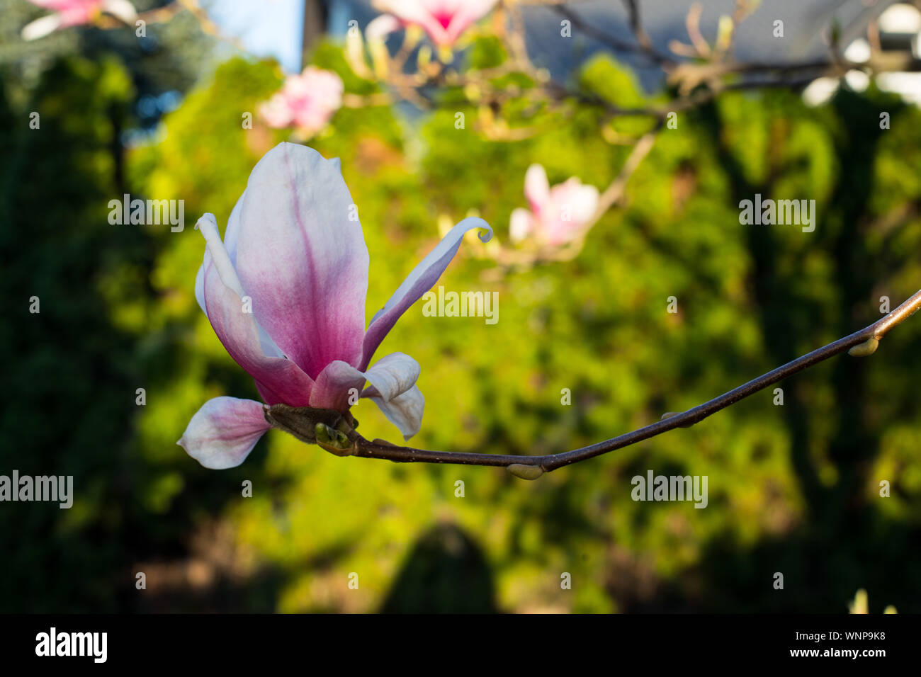 pink spring magnolia flowers ( Magnolia virginiana) on a tree branch ...