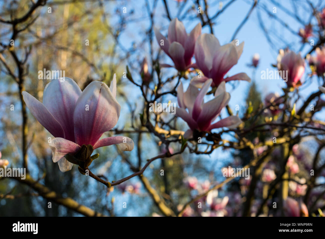 pink spring magnolia flowers ( Magnolia virginiana) on a tree branch ...