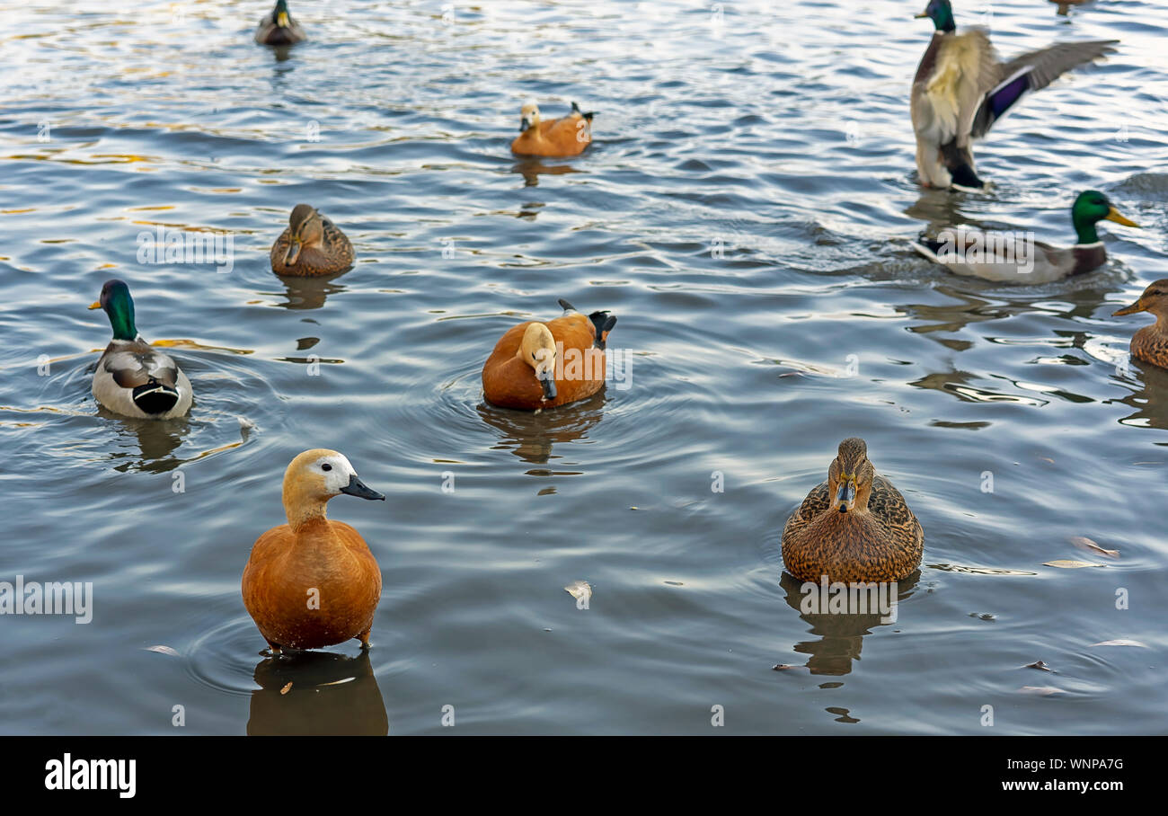 Different types of ducks in the pond of the city park Stock Photo - Alamy