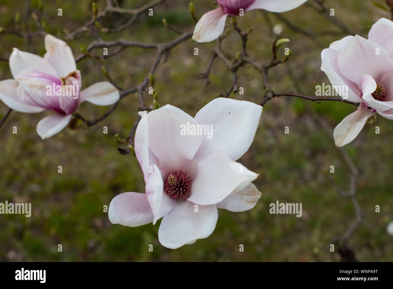 pink spring magnolia flowers ( Magnolia virginiana) on a tree branch ...