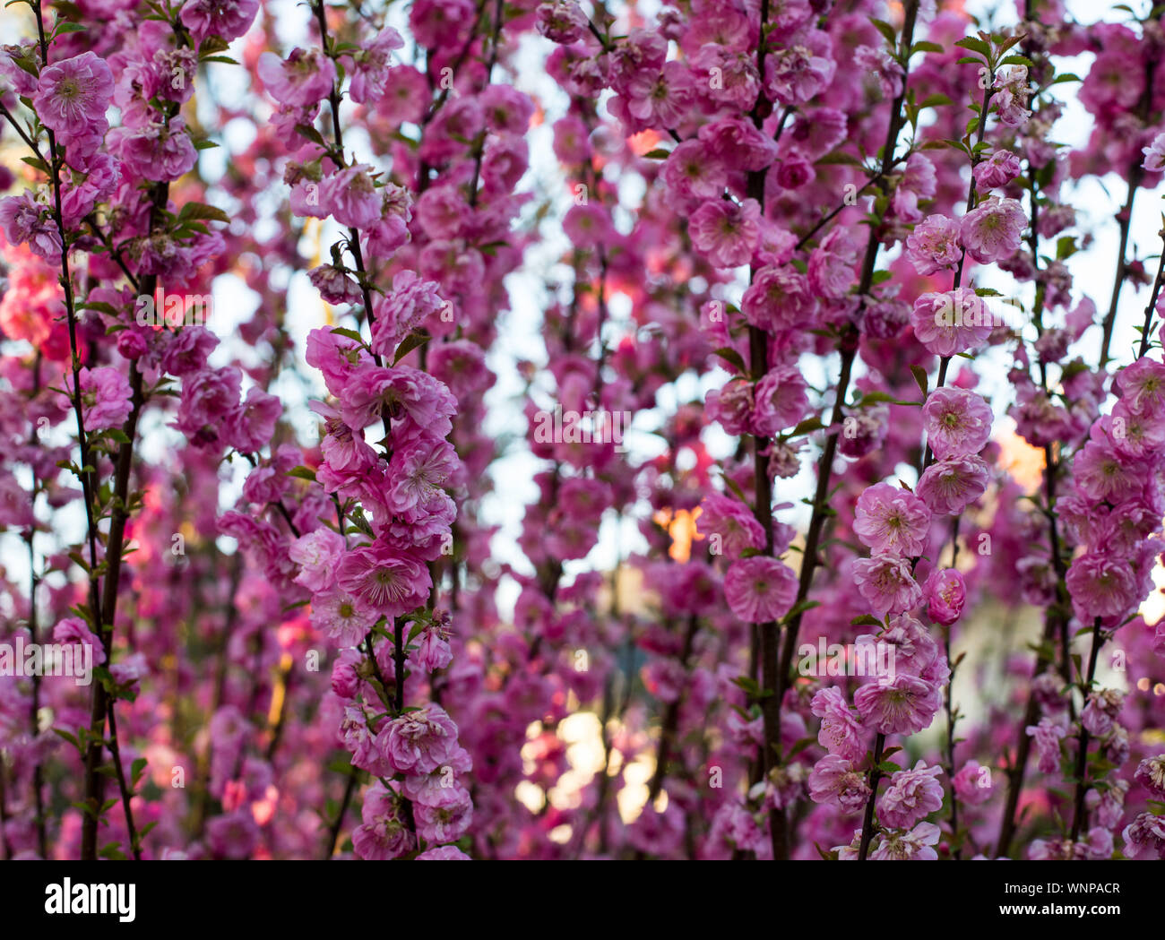 closeup of pink almond three-lobed, tibial tonsil (Prunus triloba Lindl ...