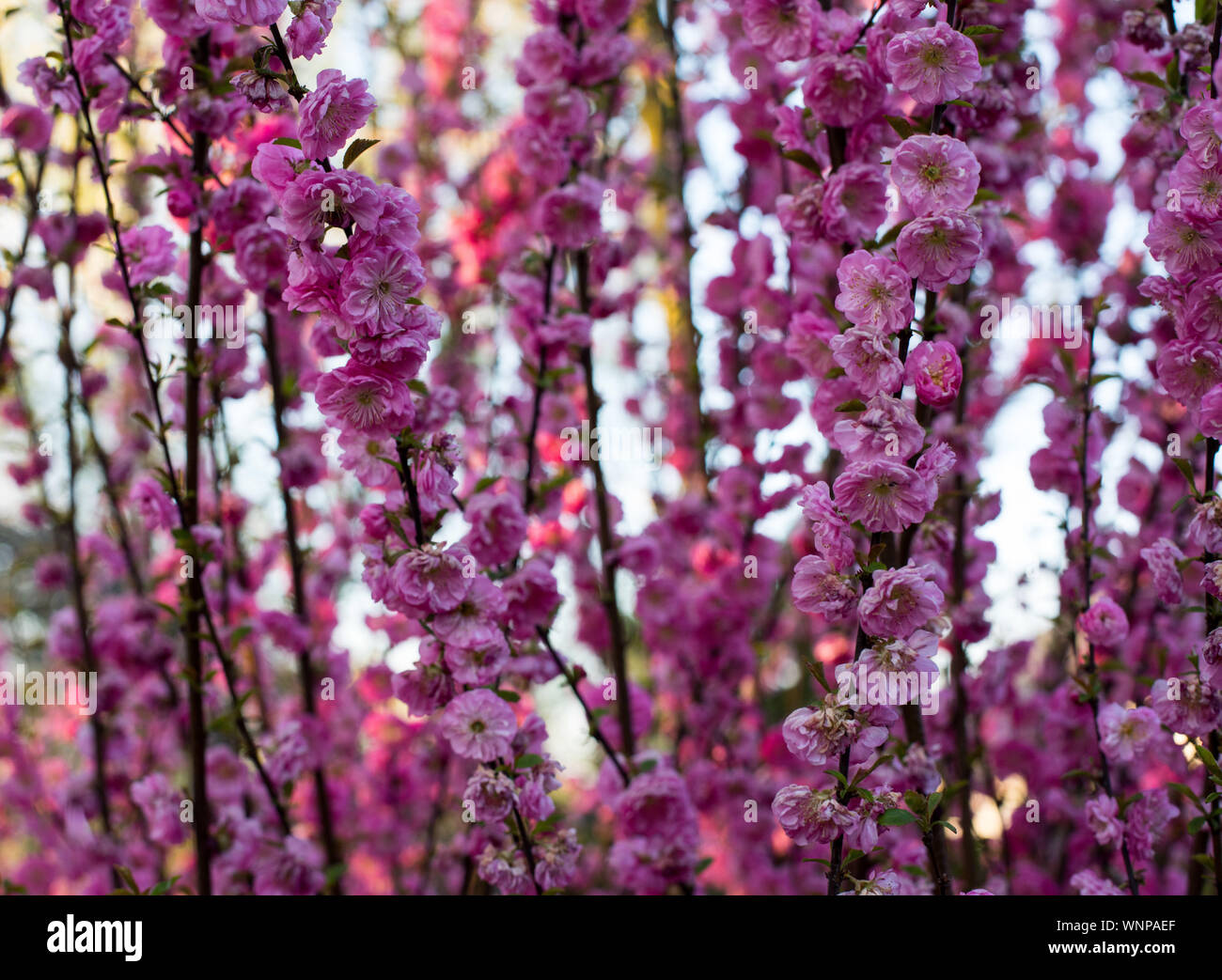 closeup of pink almond three-lobed, tibial tonsil (Prunus triloba Lindl ...