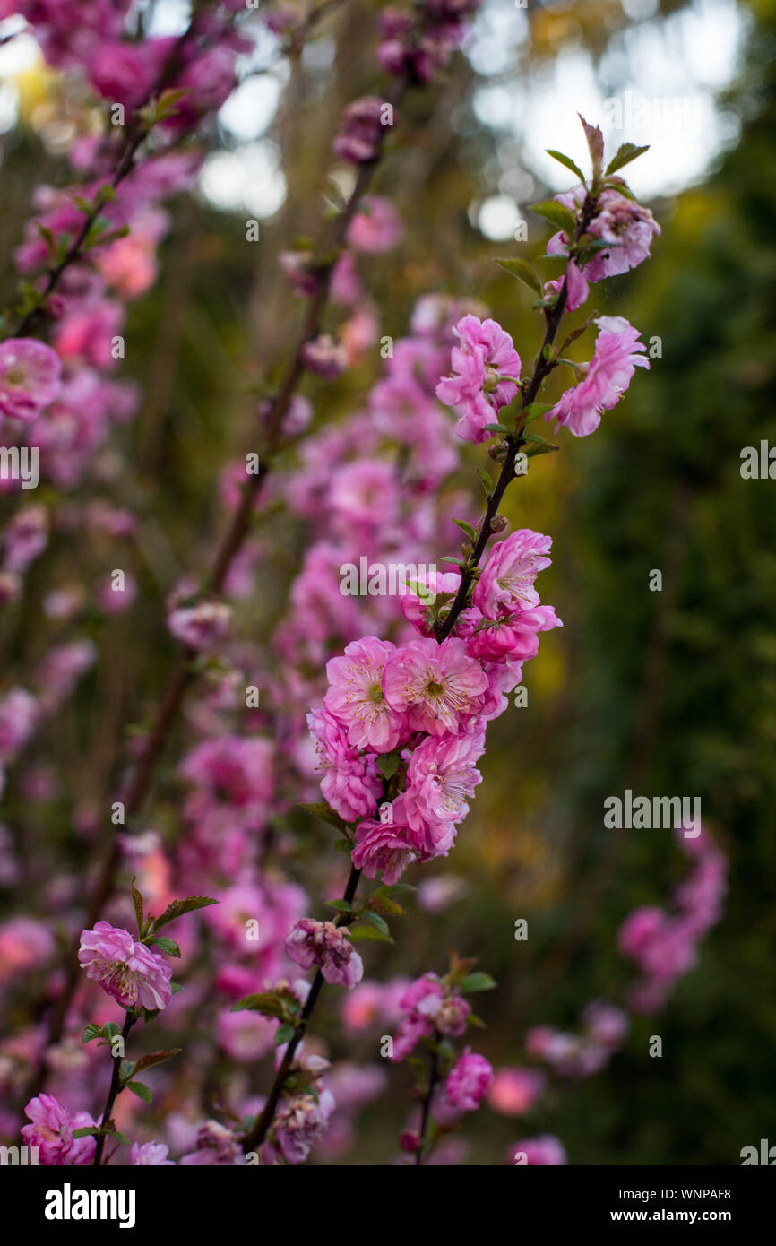 Tibial tonsil hi-res stock photography and images - Alamy