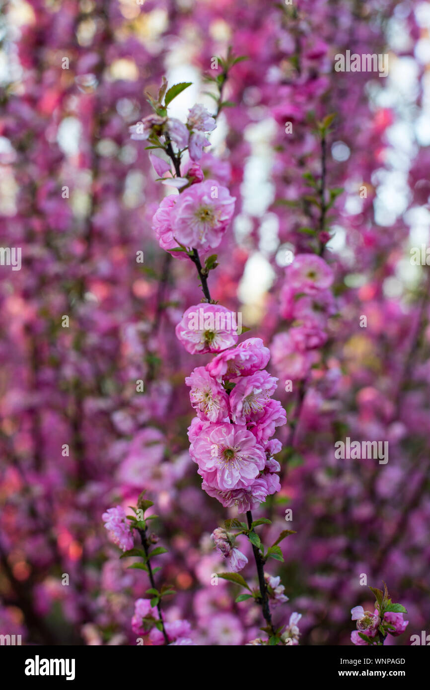 closeup of pink almond three-lobed, tibial tonsil (Prunus triloba Lindl ...