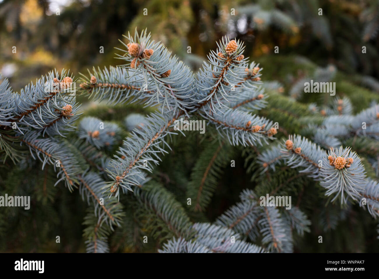 spruce prickly, silver spruce (Picea pungens Engelm.) branch with ...
