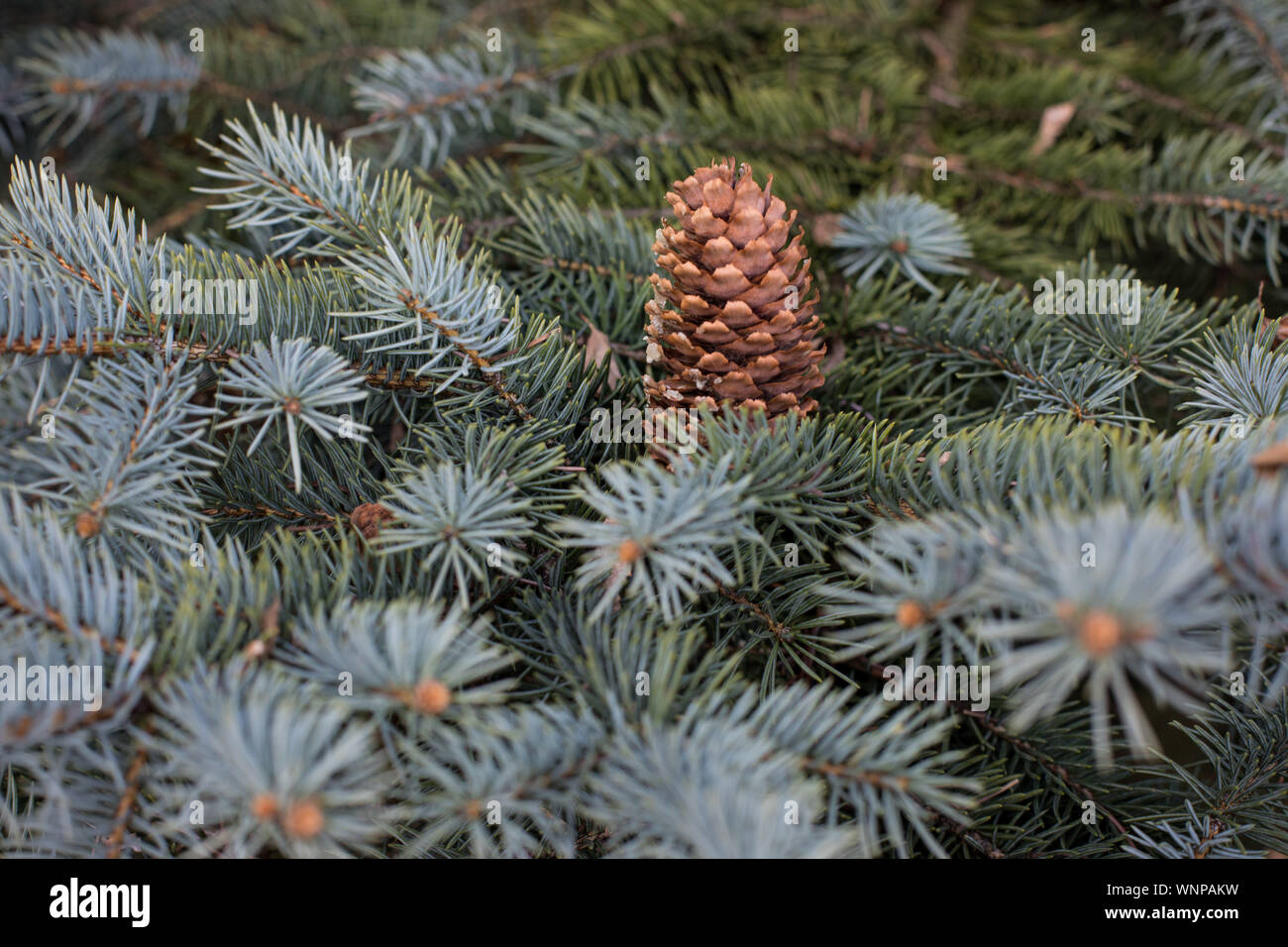 spruce prickly, silver spruce (Picea pungens Engelm.) branch with ...