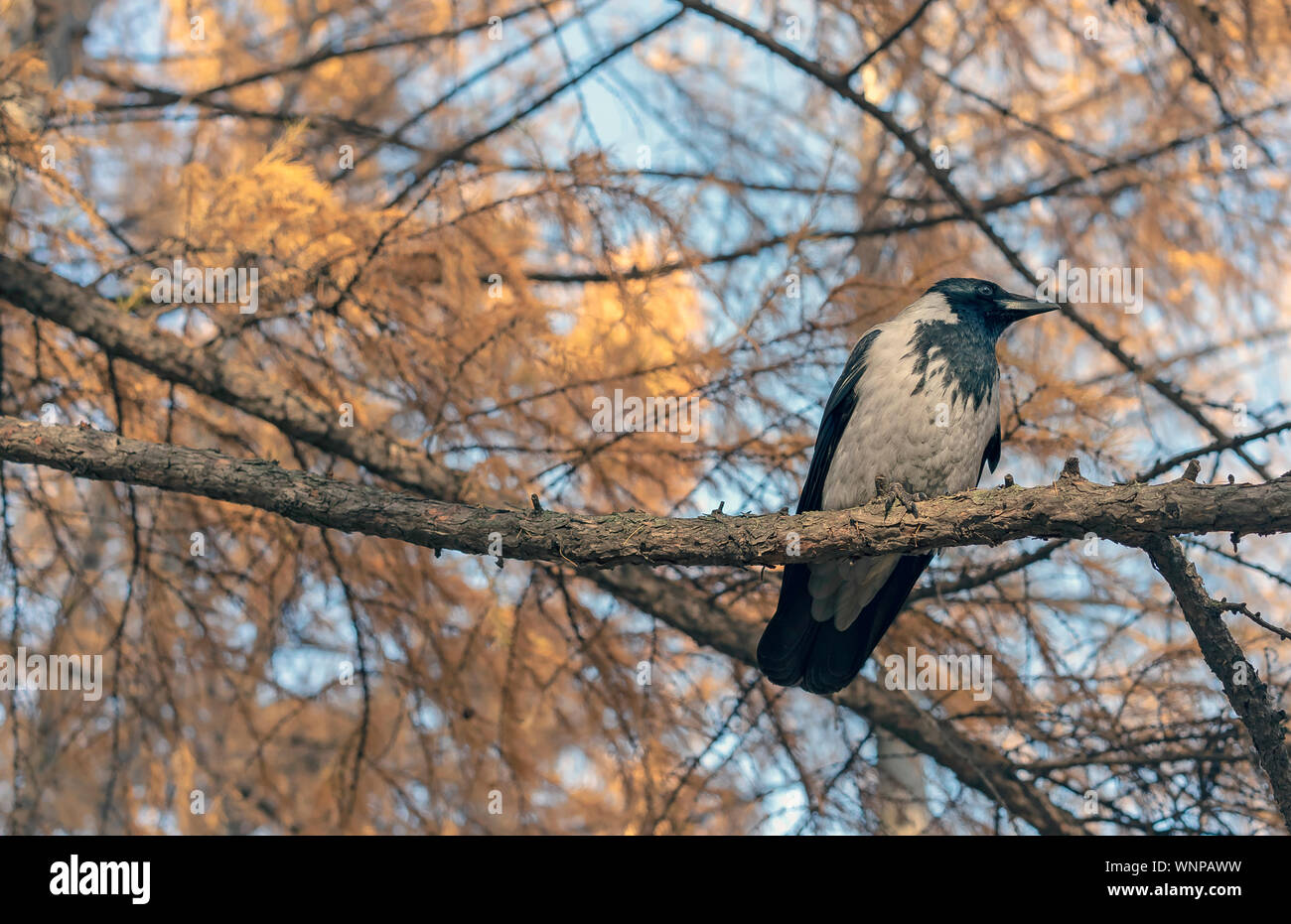 Big Crow Sitting On Branch High Resolution Stock Photography and Images ...