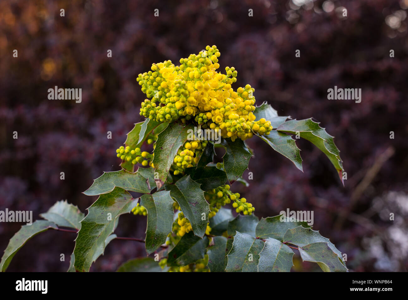Holly sprite hi-res stock photography and images - Alamy