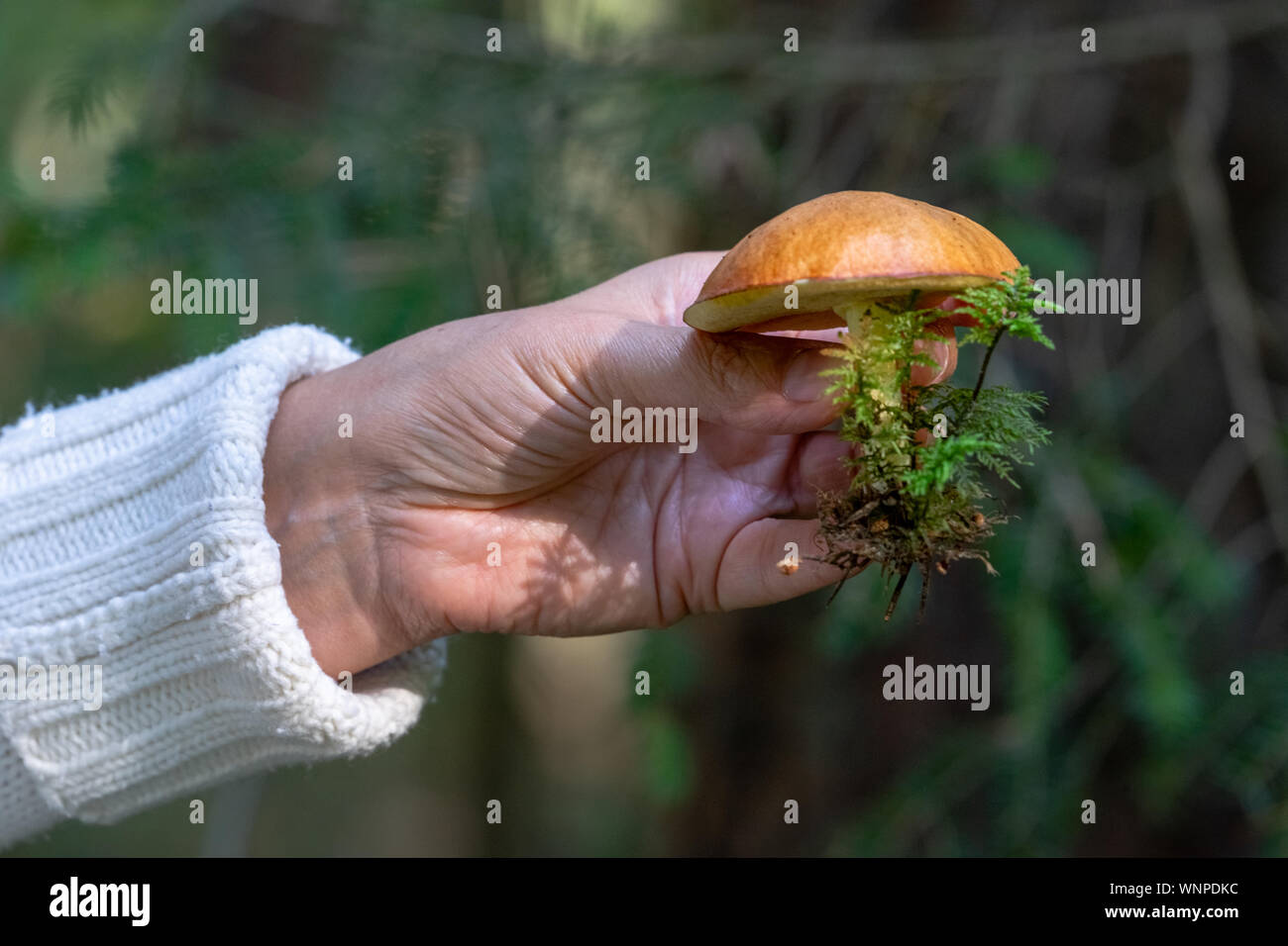 Suillus luteus mushroom hi-res stock photography and images - Alamy