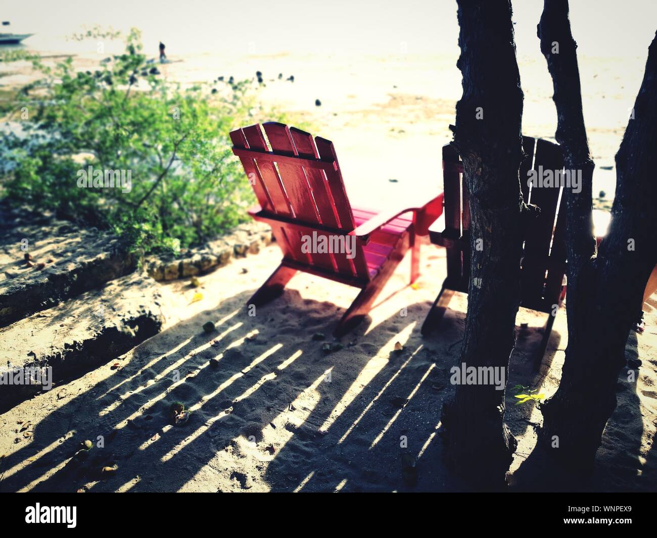 Tree and shadow tree on beach hi-res stock photography and images - Alamy