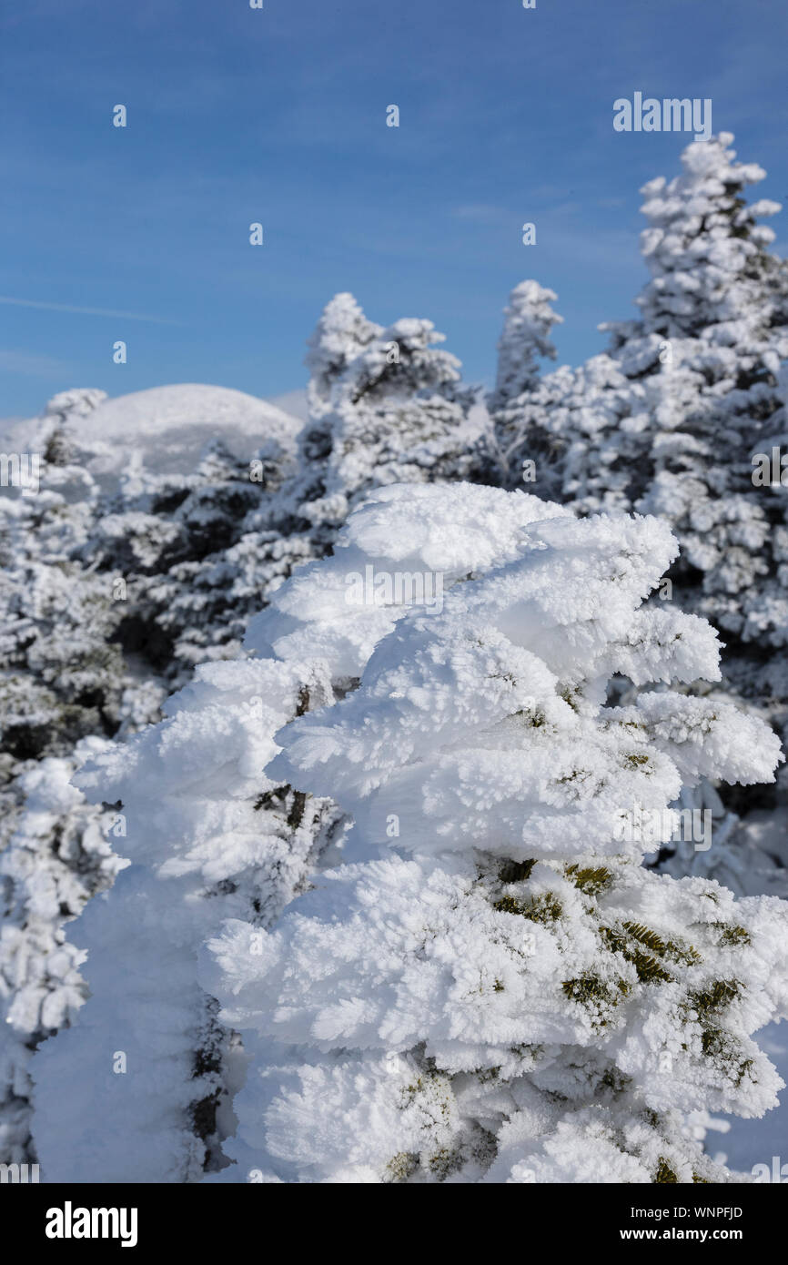 Crawford Path (Appalachian Trail) near Mount Pierce in the White ...