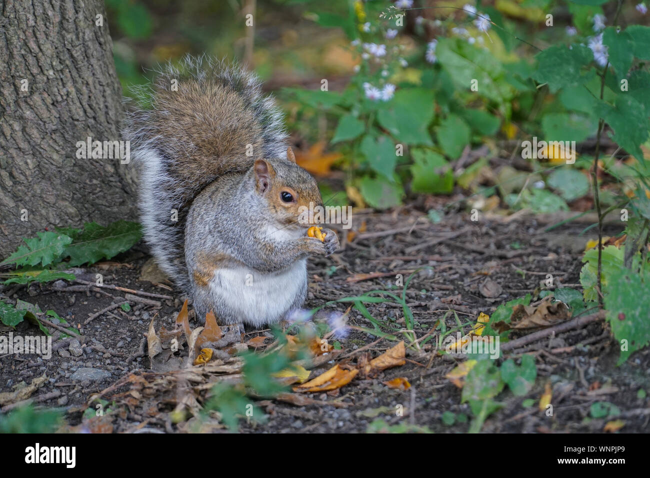Nut eating animals hi-res stock photography and images - Alamy