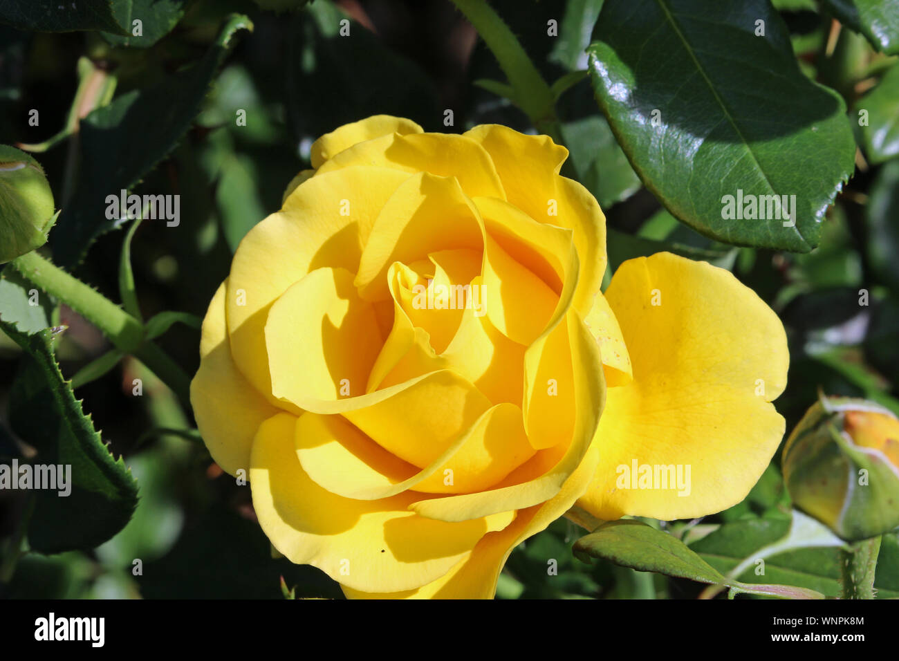 Deep yellow rose hi-res stock photography and images - Alamy