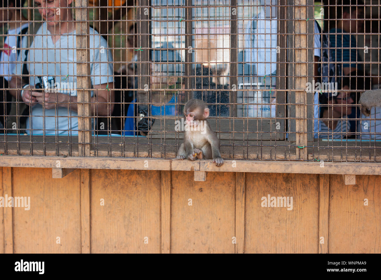 Kyoto, Japan - July 27, 2019: Tourists watching the monkeys at Kyoto's ...