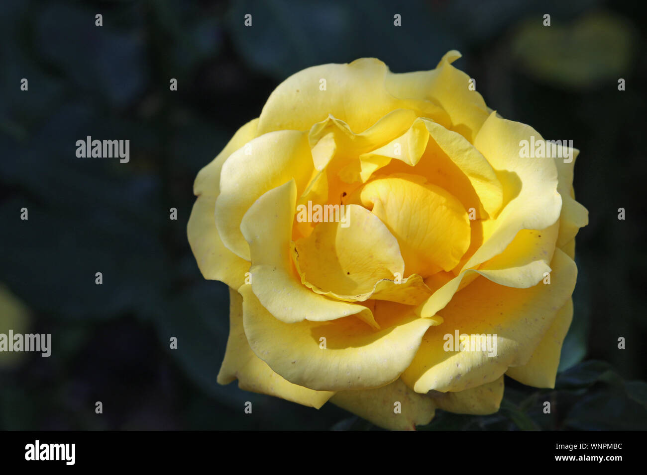 Deep yellow rose hi-res stock photography and images - Alamy