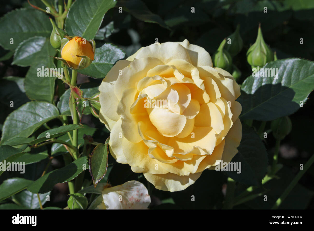 Pale yellow rose in full bloom with buds and a dark blurred background ...