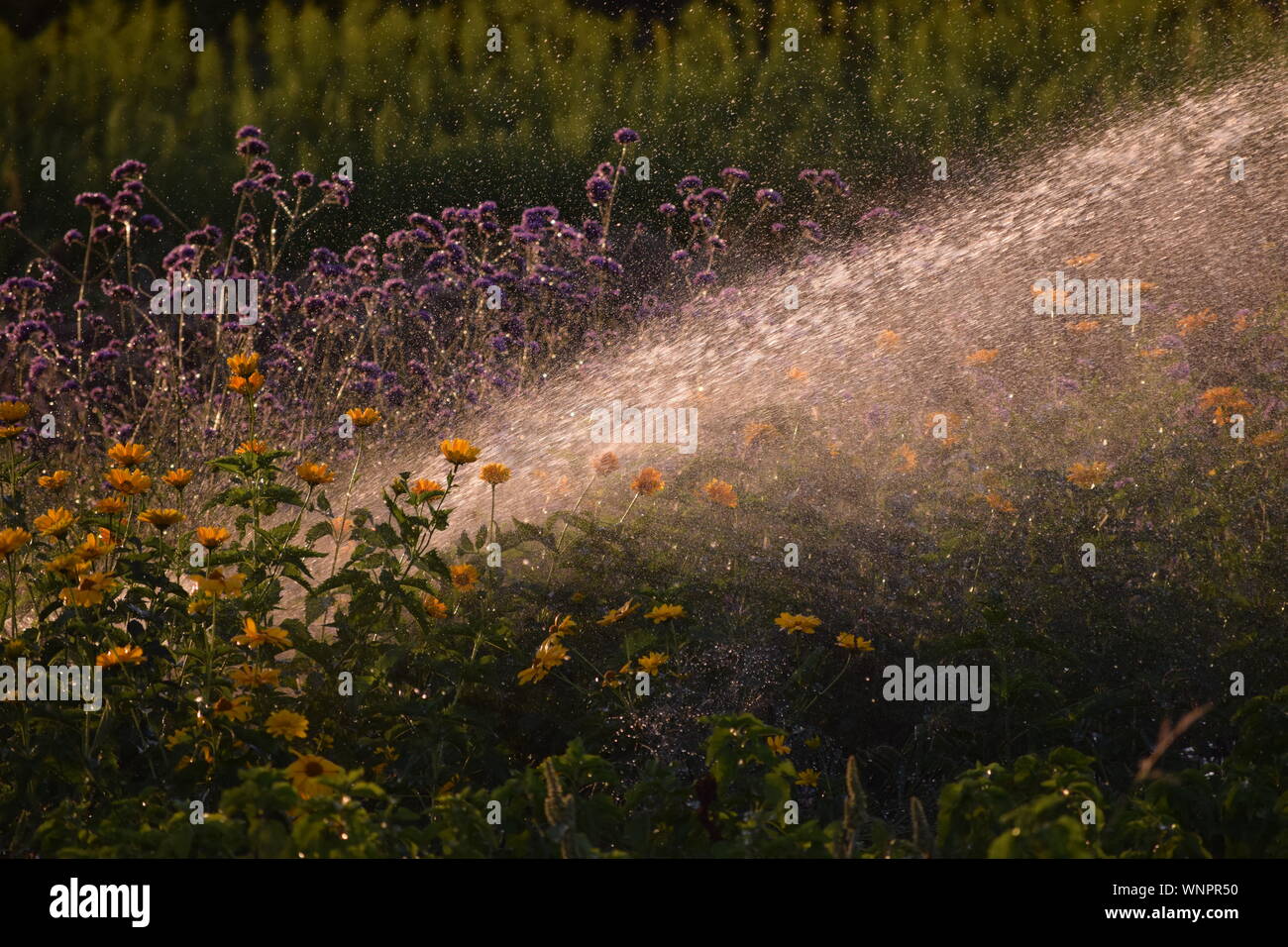 Sprinkler Plant High Resolution Stock Photography and Images - Alamy