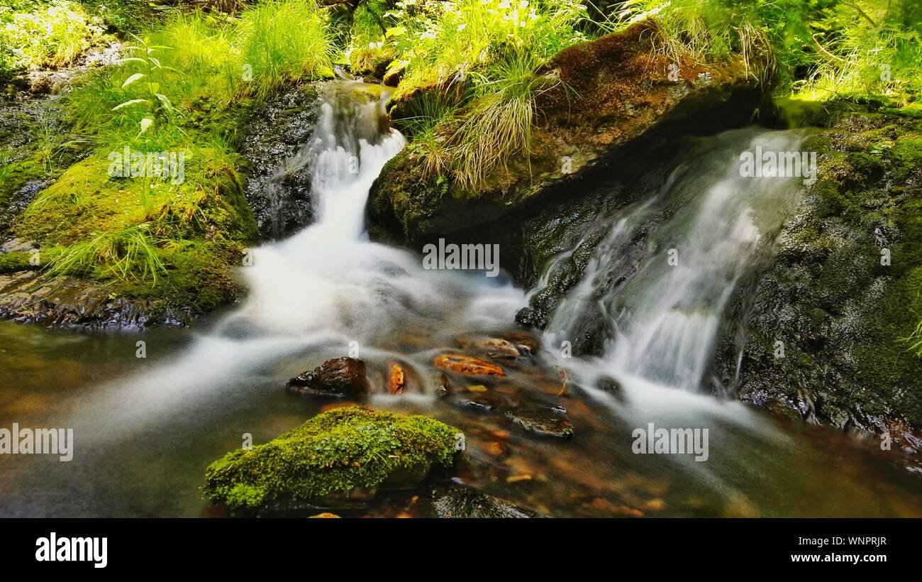 Forest streams hi-res stock photography and images - Alamy