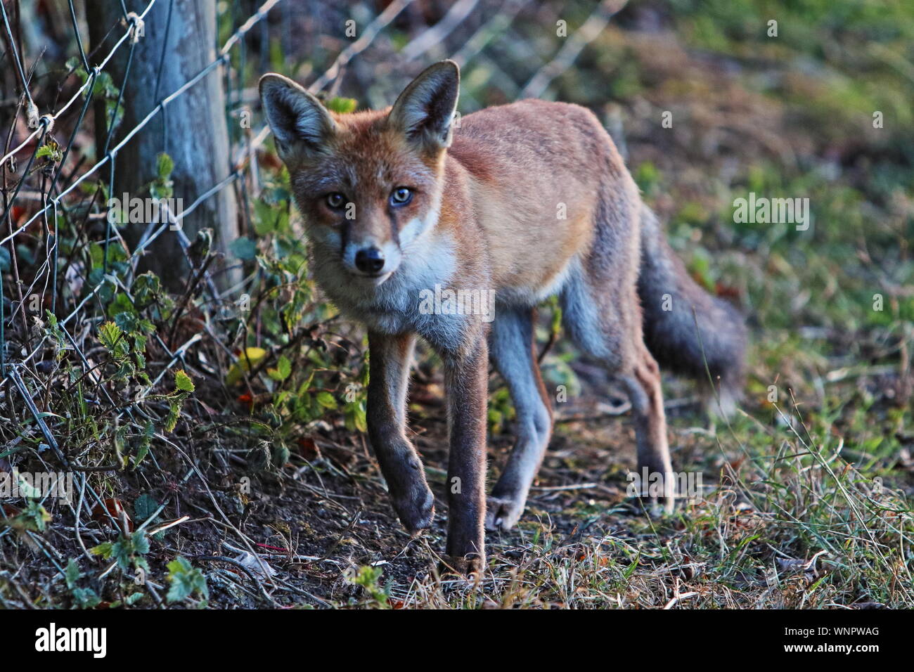 Fox out hunting hi-res stock photography and images - Alamy
