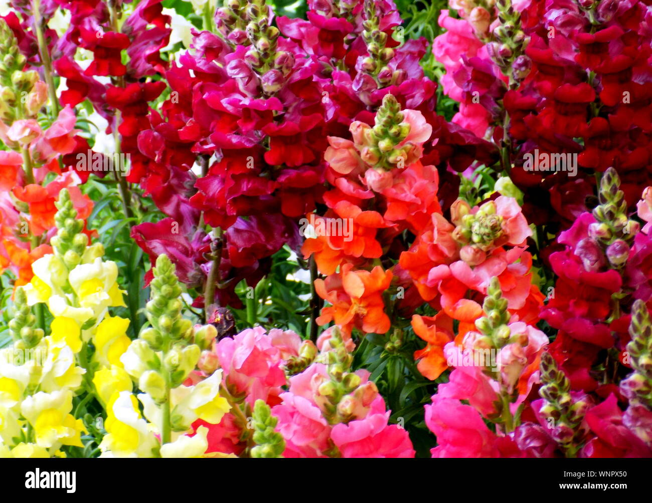 flowers, colorful, many photos, many colors, abstract background Stock ...