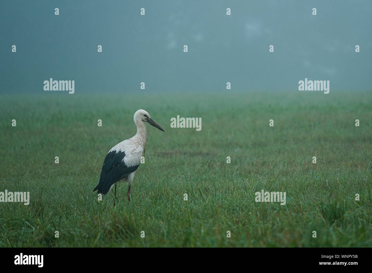Stork in a field of grass cut by a tractor during agricultural work ...