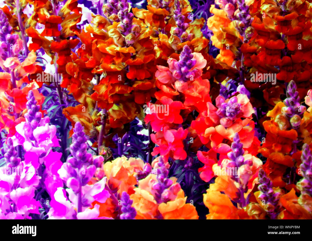 flowers, colorful, many photos, many colors, abstract background Stock ...