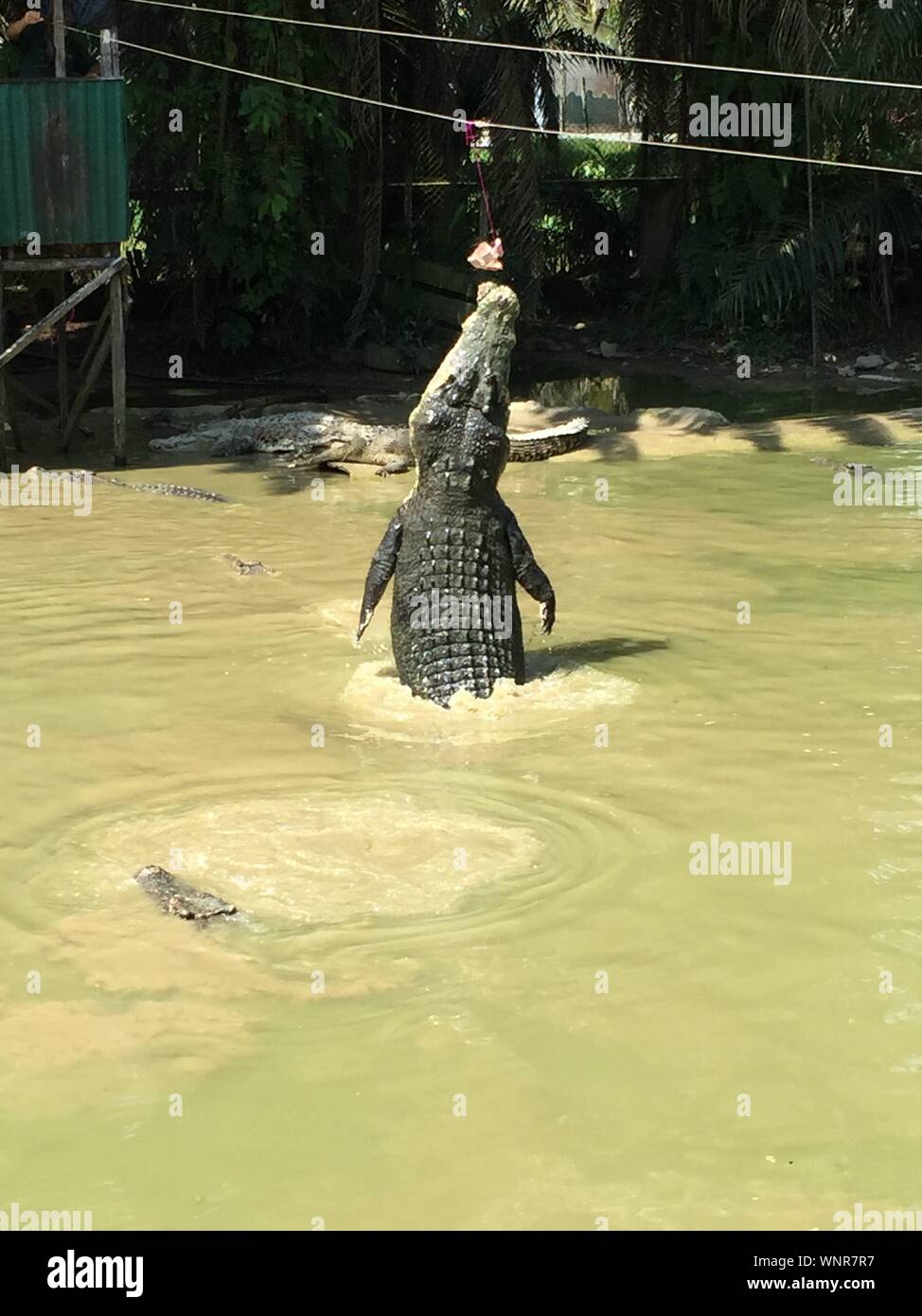 Crocodile hanging hi-res stock photography and images - Alamy