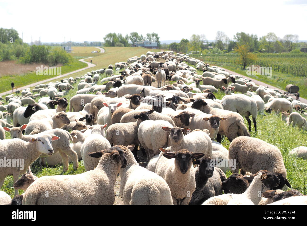 Hamburg sheep hi-res stock photography and images - Alamy