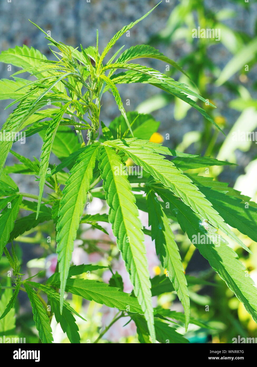 Green hemp plant leaves in a horticultural area, Germany Stock Photo ...