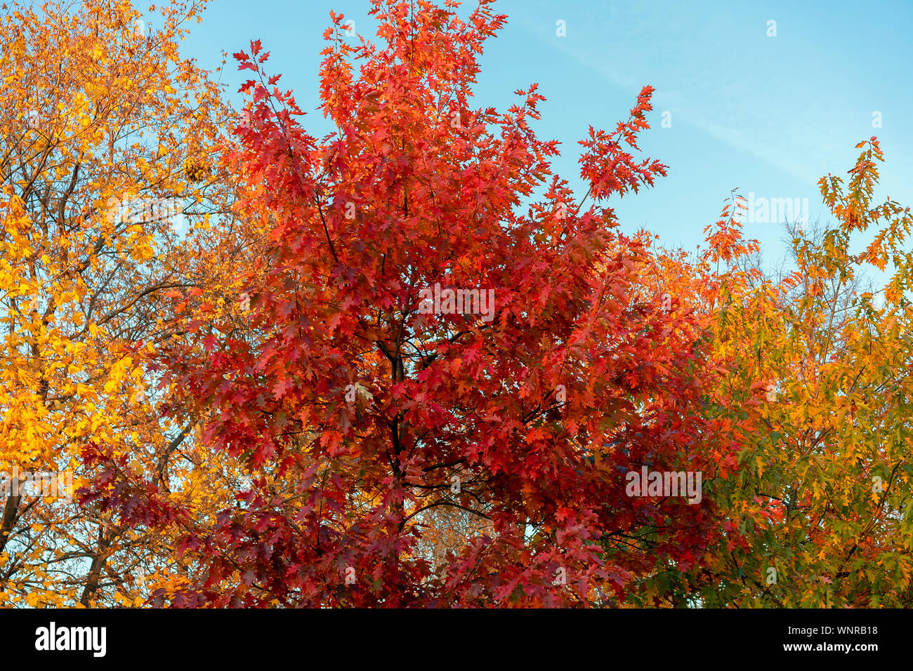 Autumn trees with red and yellow leaves Stock Photo - Alamy