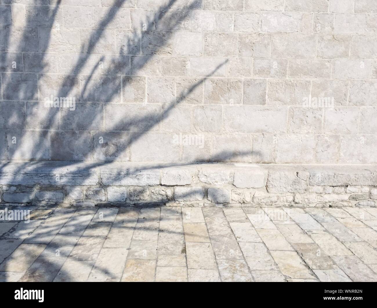 Tree on the stone wall hi-res stock photography and images - Alamy