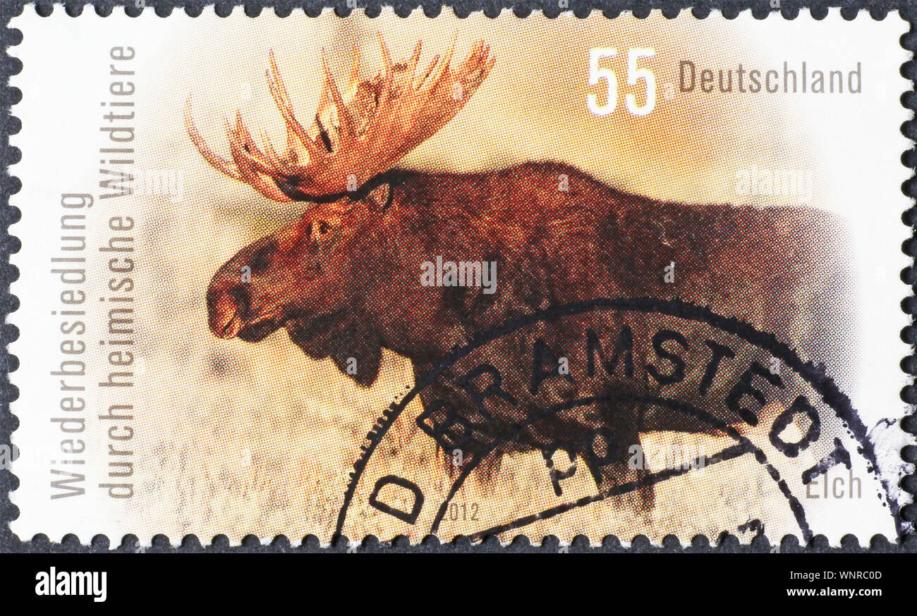 German wildlife hi-res stock photography and images - Alamy