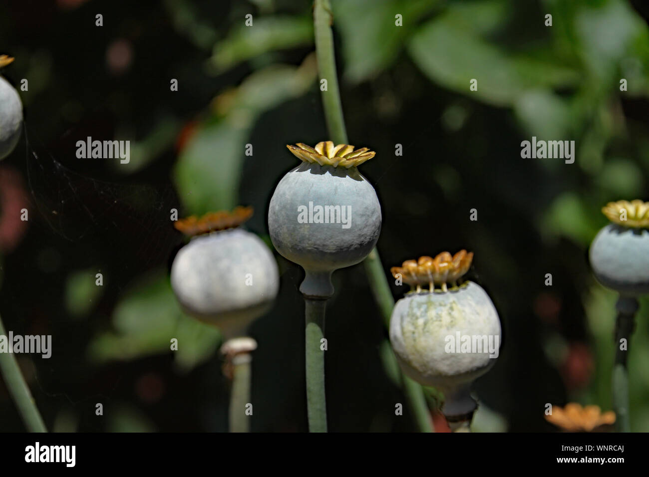 Poppyhead seeds hi-res stock photography and images - Alamy
