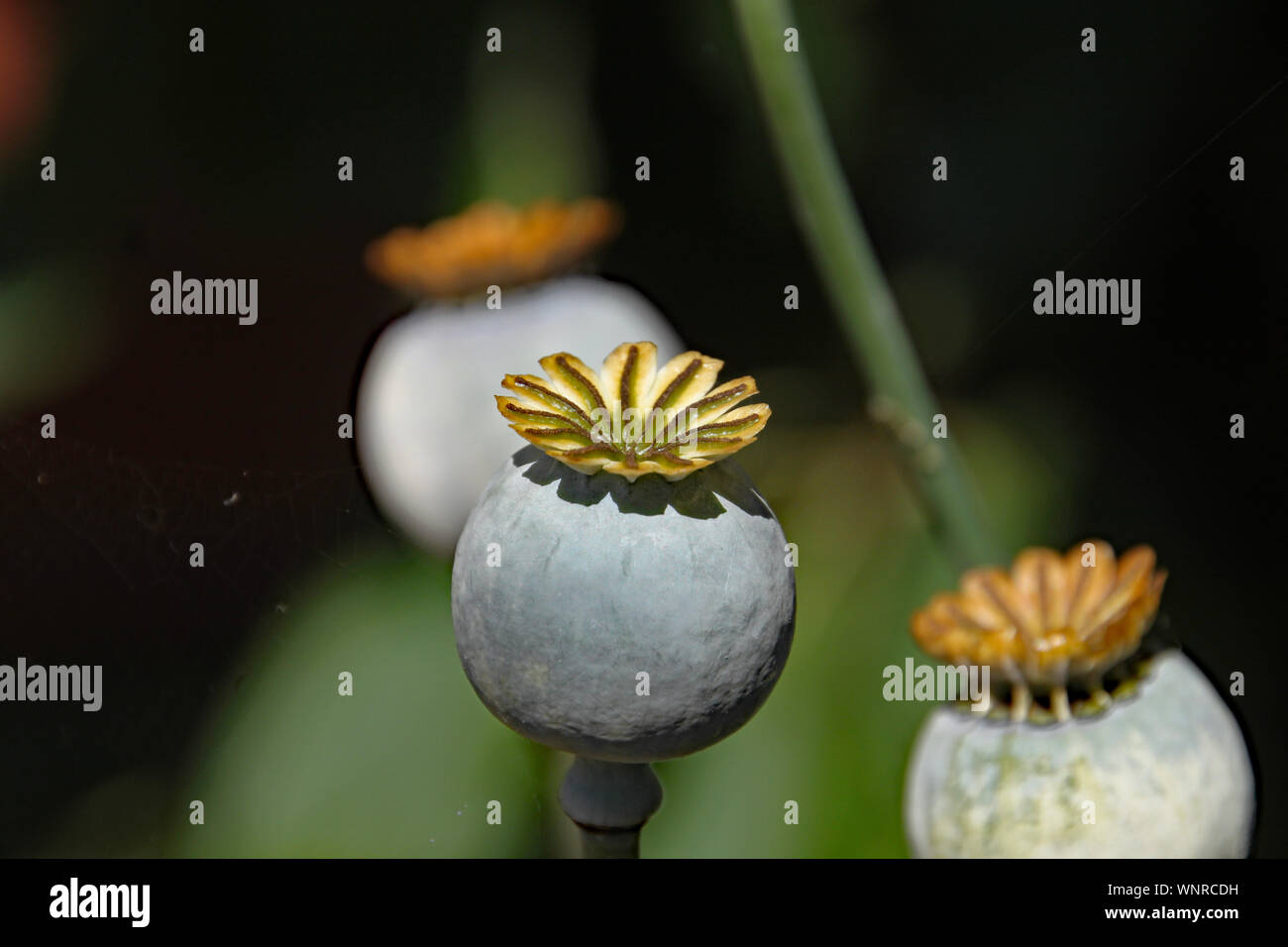 Poppyhead seeds hi-res stock photography and images - Alamy