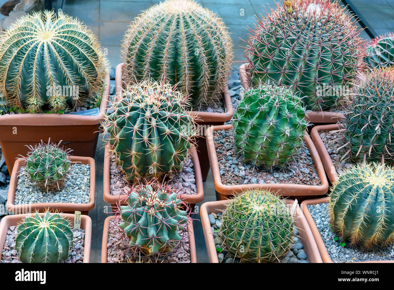Tropical cacti in the city botanical garden Stock Photo - Alamy