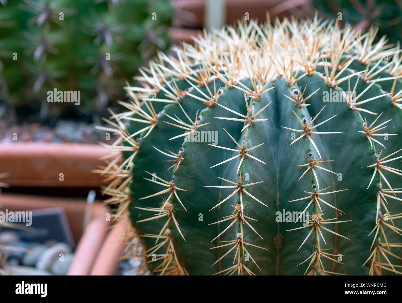 Tropical cactus in the city botanical garden Stock Photo - Alamy