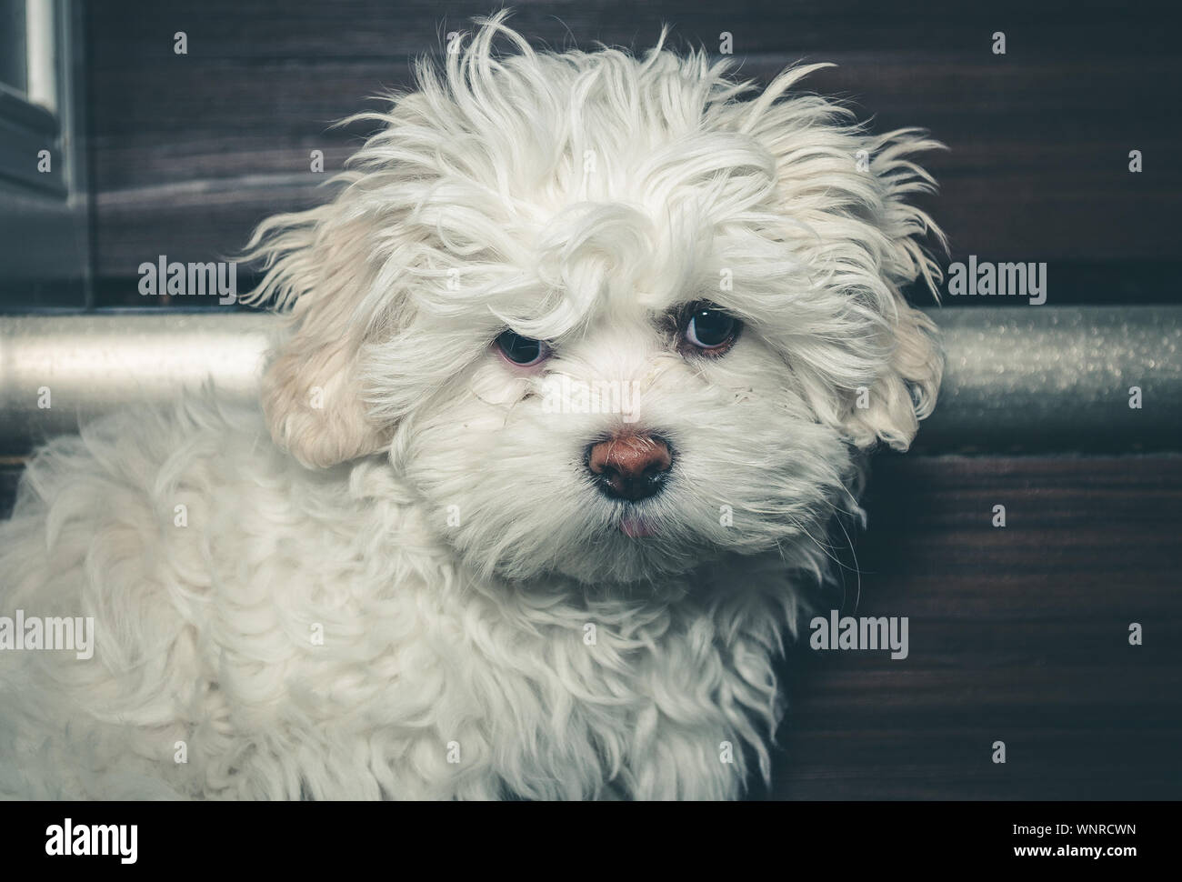Havanese close up hi-res stock photography and images - Alamy