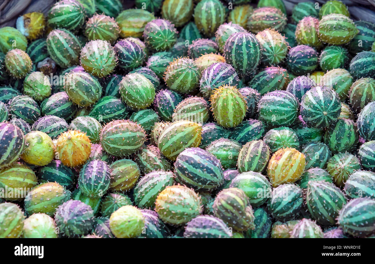 African wild cucumber Cucumis africanus tropical plant Stock Photo - Alamy