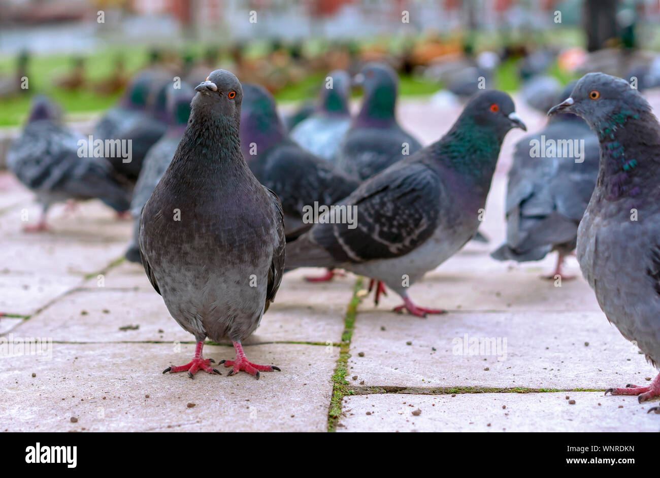 Group of gray pigeons in a city park Stock Photo - Alamy