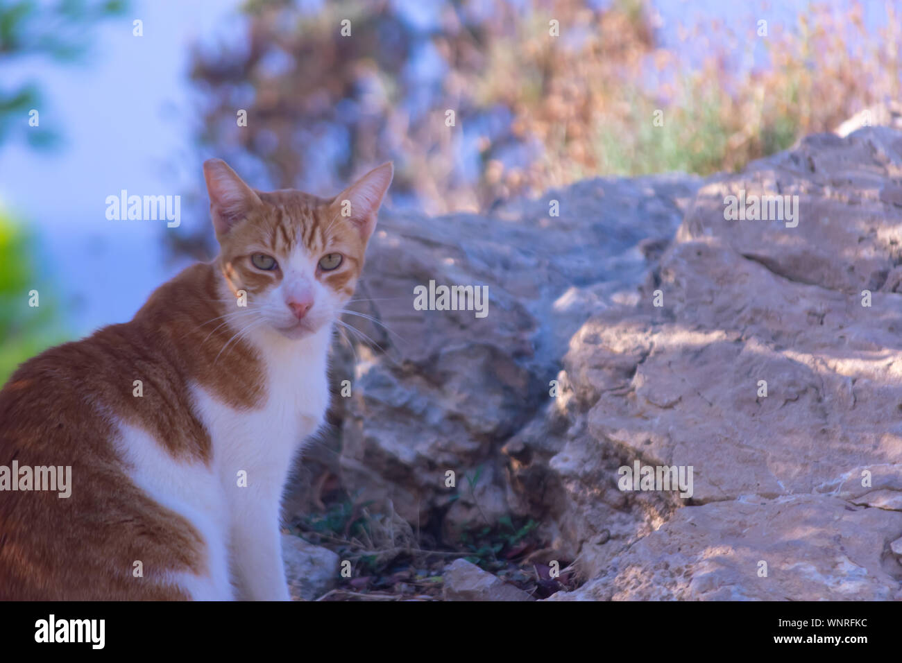 Cats in Sierra Frost Benidorm Stock Photo - Alamy