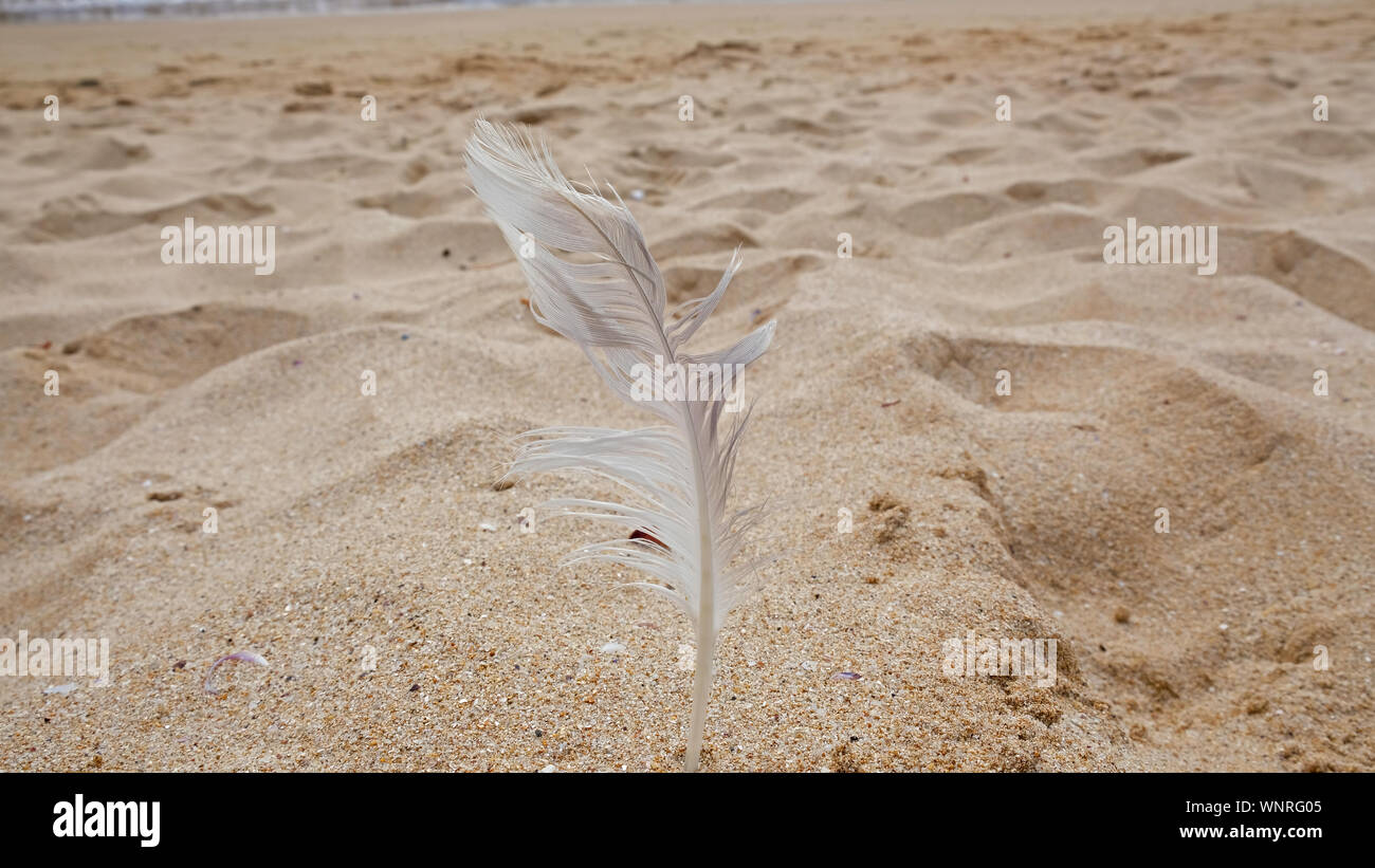 A gentle seagull feather poses for a photo of the beach Stock Photo - Alamy