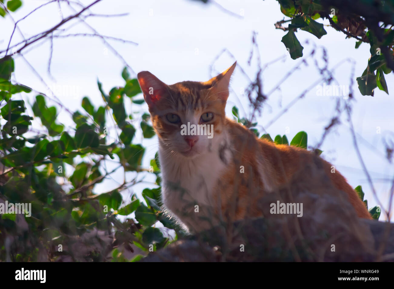 Cat cats gato gatos hi-res stock photography and images - Alamy