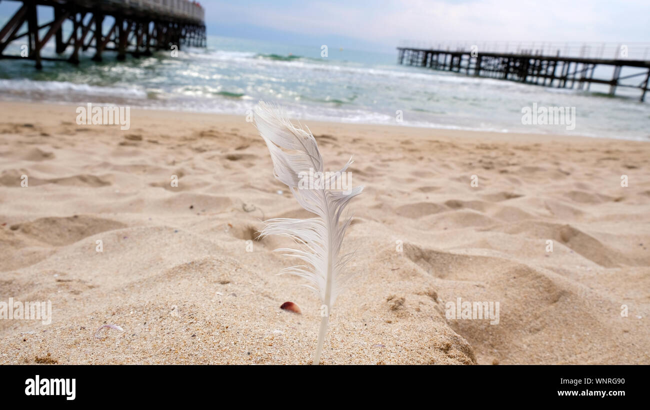 A gentle seagull feather poses for a photo Stock Photo - Alamy