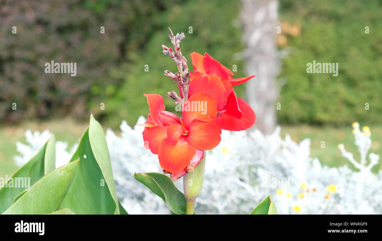 Red iris hi-res stock photography and images - Alamy