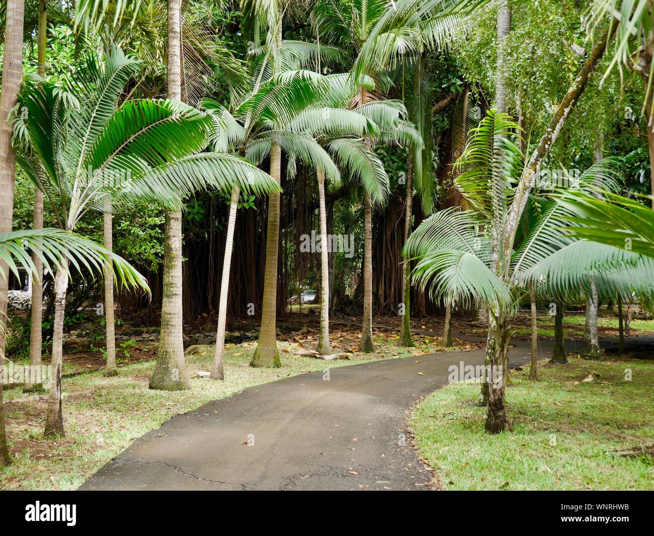 Beautiful Passage Way on Maurice Island with palmtrees Stock Photo - Alamy