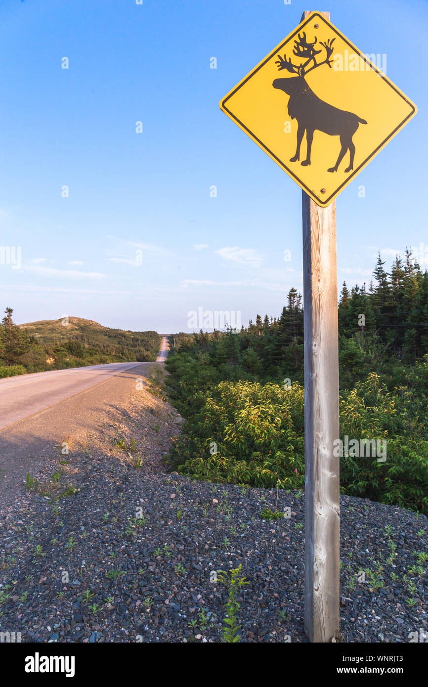 Moose Crossing Road