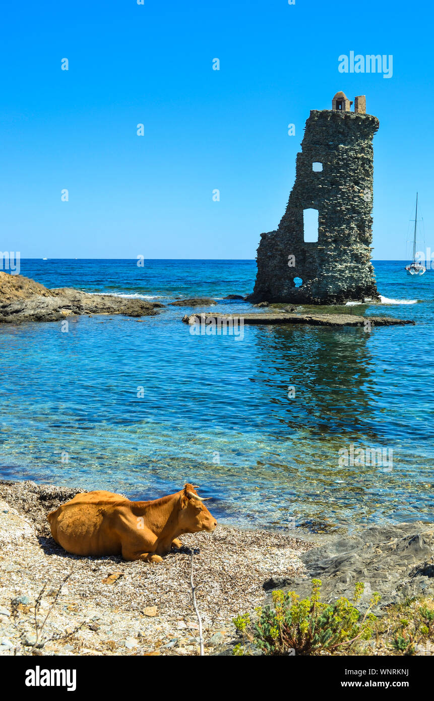 Cow beach hi-res stock photography and images - Alamy